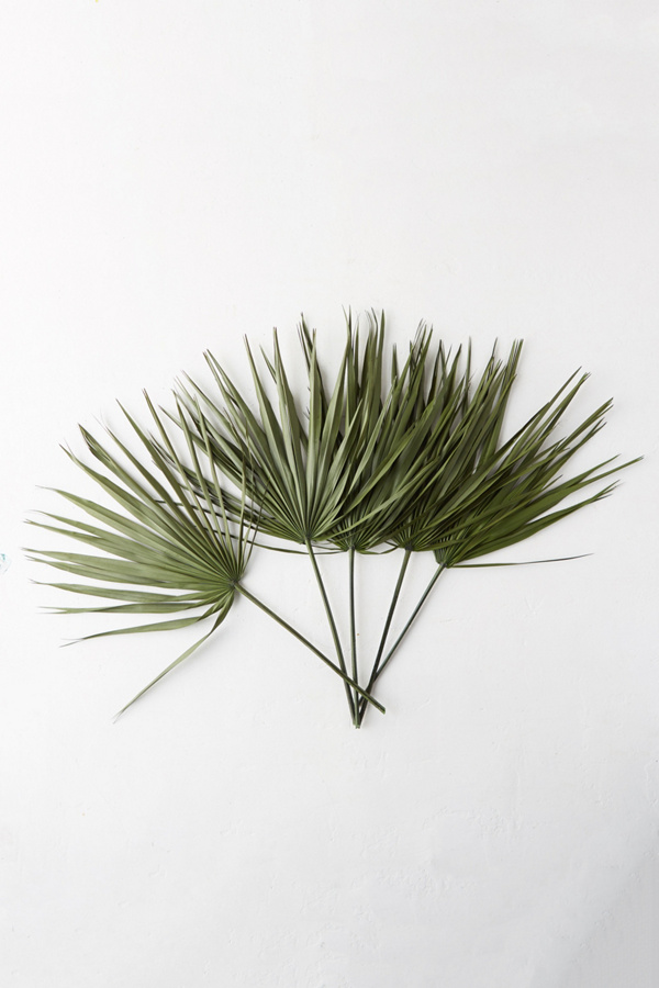 Preserved Palmetto Frond Bunch | Anthropologie